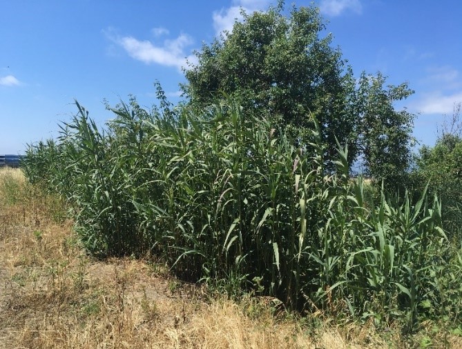 Giant Reed (Arundo)