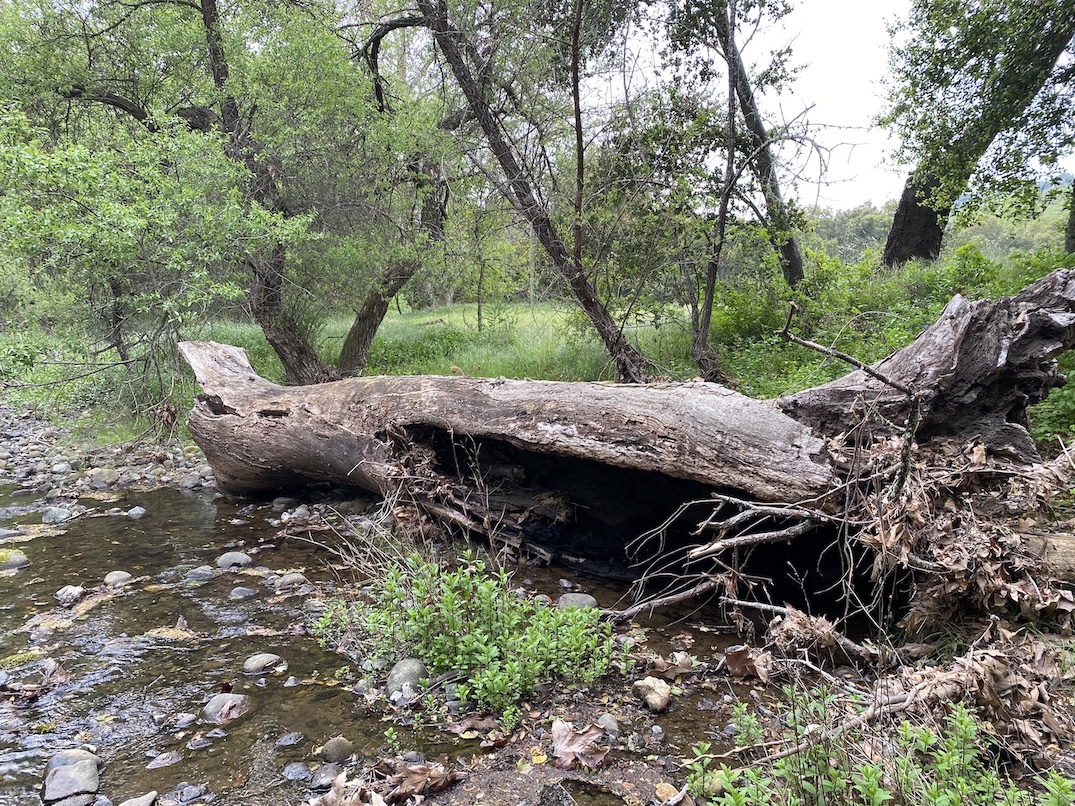 Woody Debris