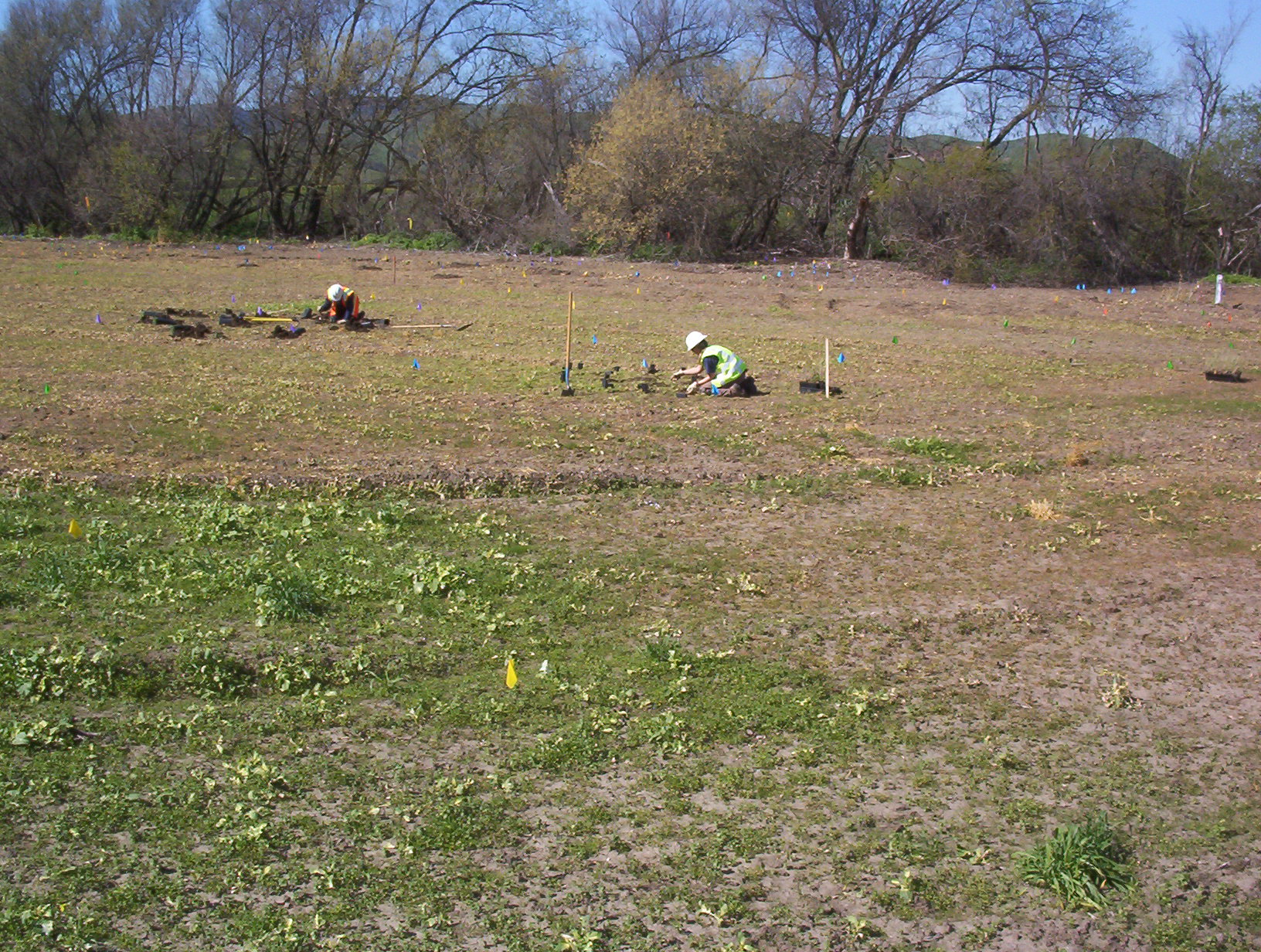 Native Plant Revegetation Program